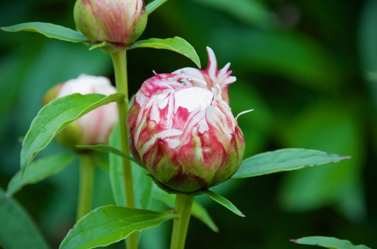 Home - The Recovery Show