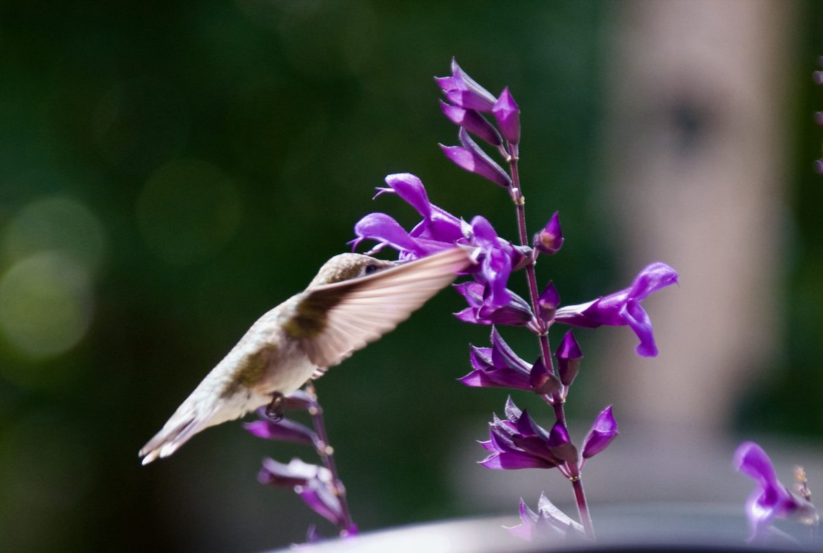 Home - The Recovery Show