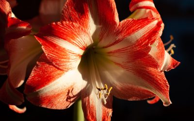 Home - The Recovery Show