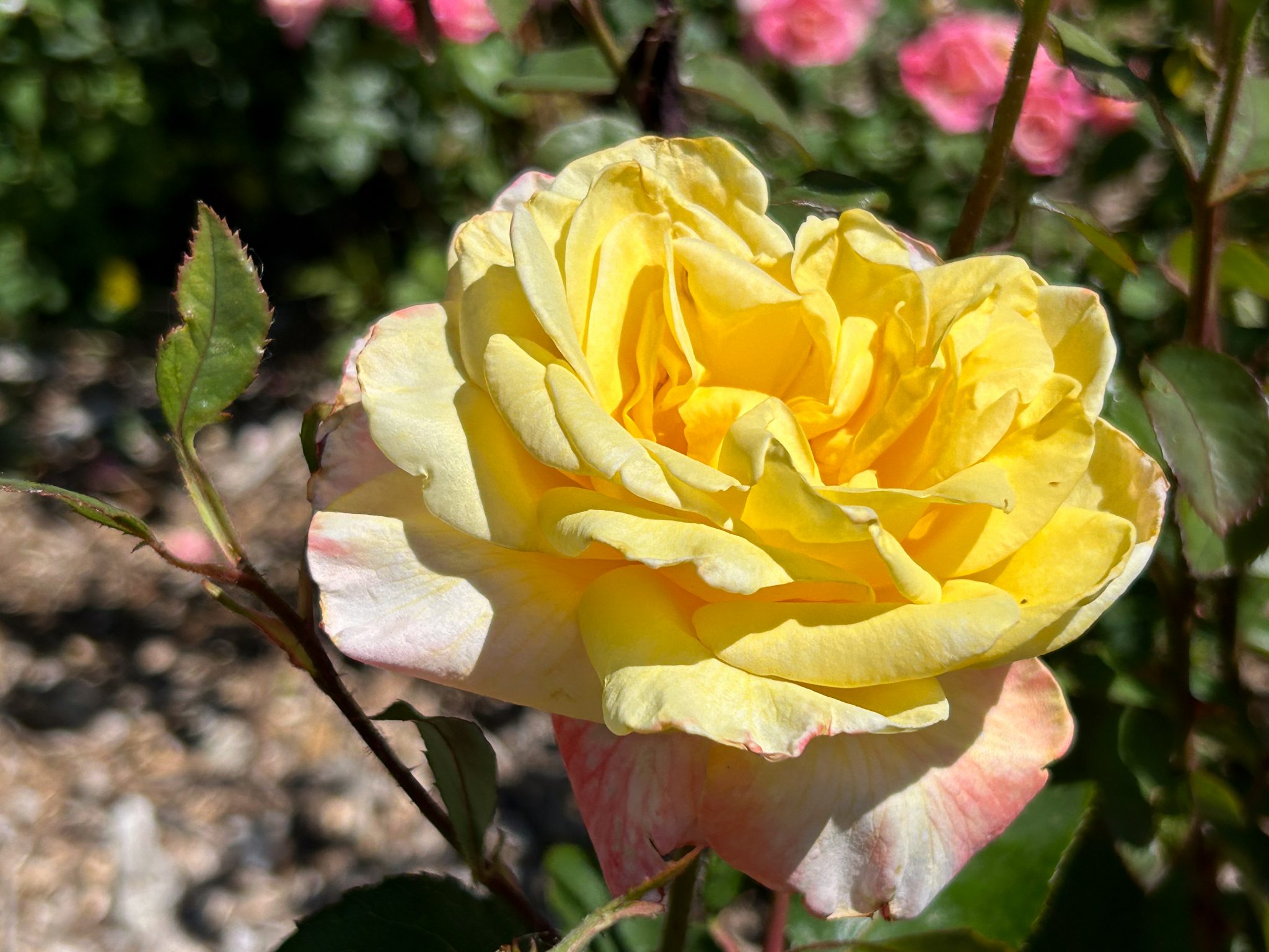 Breaking Through Denial: Honesty is Essential – 412 - The Recovery Show